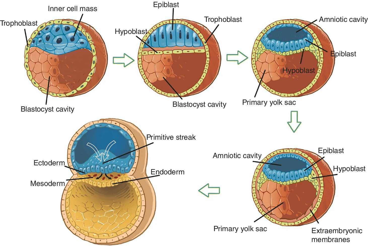 What Does Endoderm Form