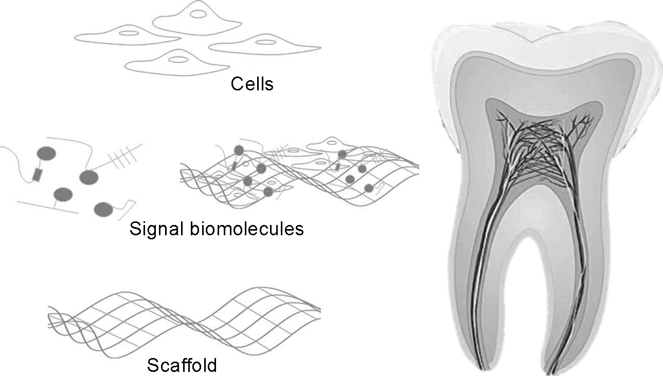 Dentin Pulp Complex Regeneration Pocket Dentistry