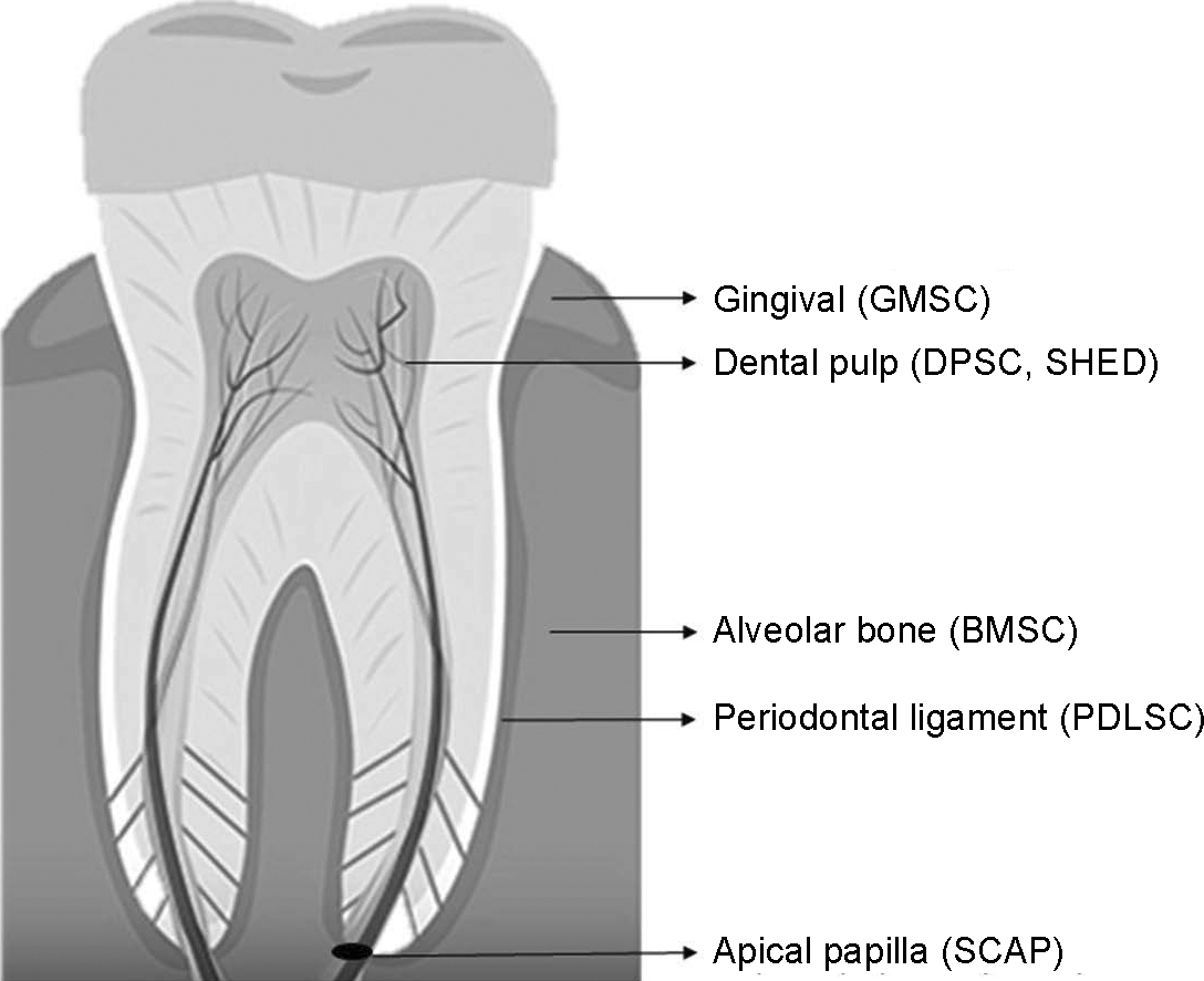 Dentin Pulp Complex Regeneration Pocket Dentistry