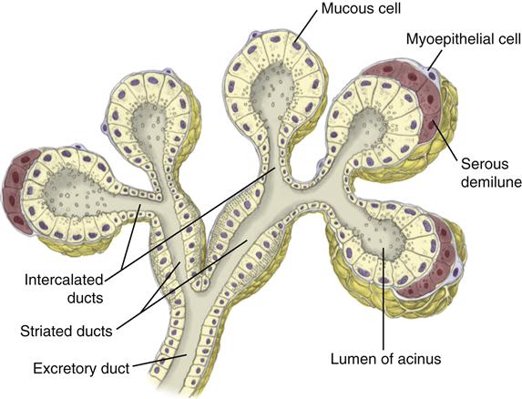 11 Head And Neck Structures Pocket Dentistry