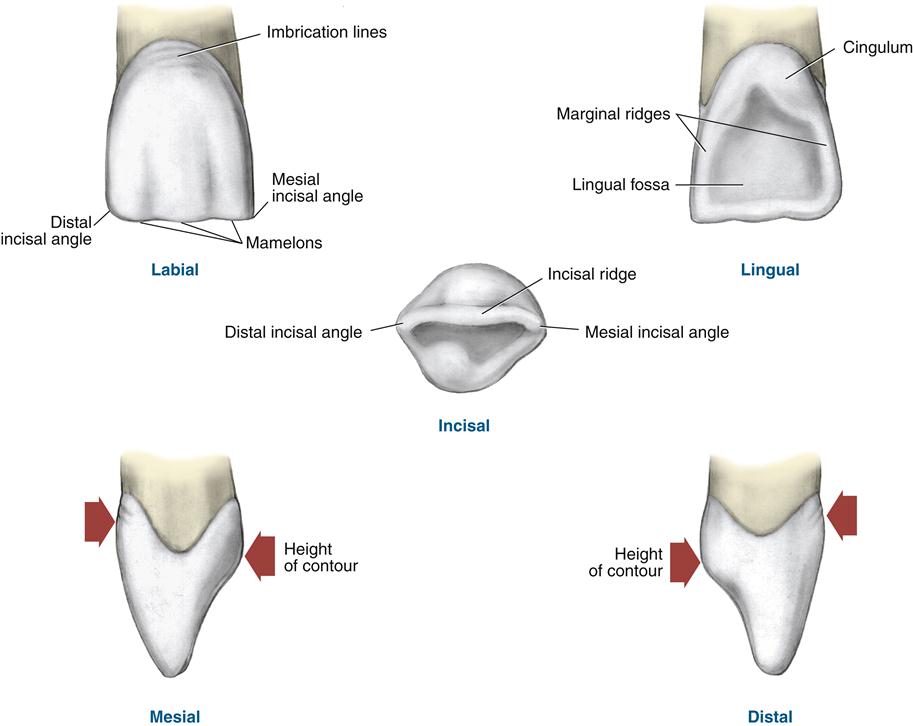 16 Permanent Anterior Teeth Pocket Dentistry 16 Permanent Anterior Teeth Pocket Dentistry
