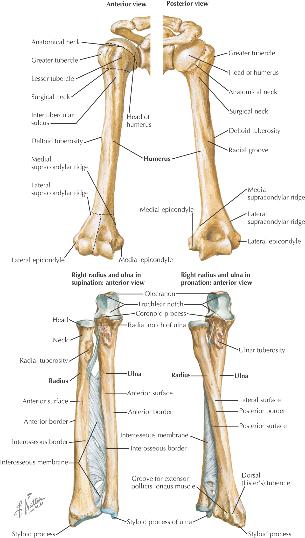 Unlabeled Humerous Bone The Humerus Is The Single Bone Of The Upper Unlabeled Humerous Bone The Humerus Is The Single Bone Of The Upper